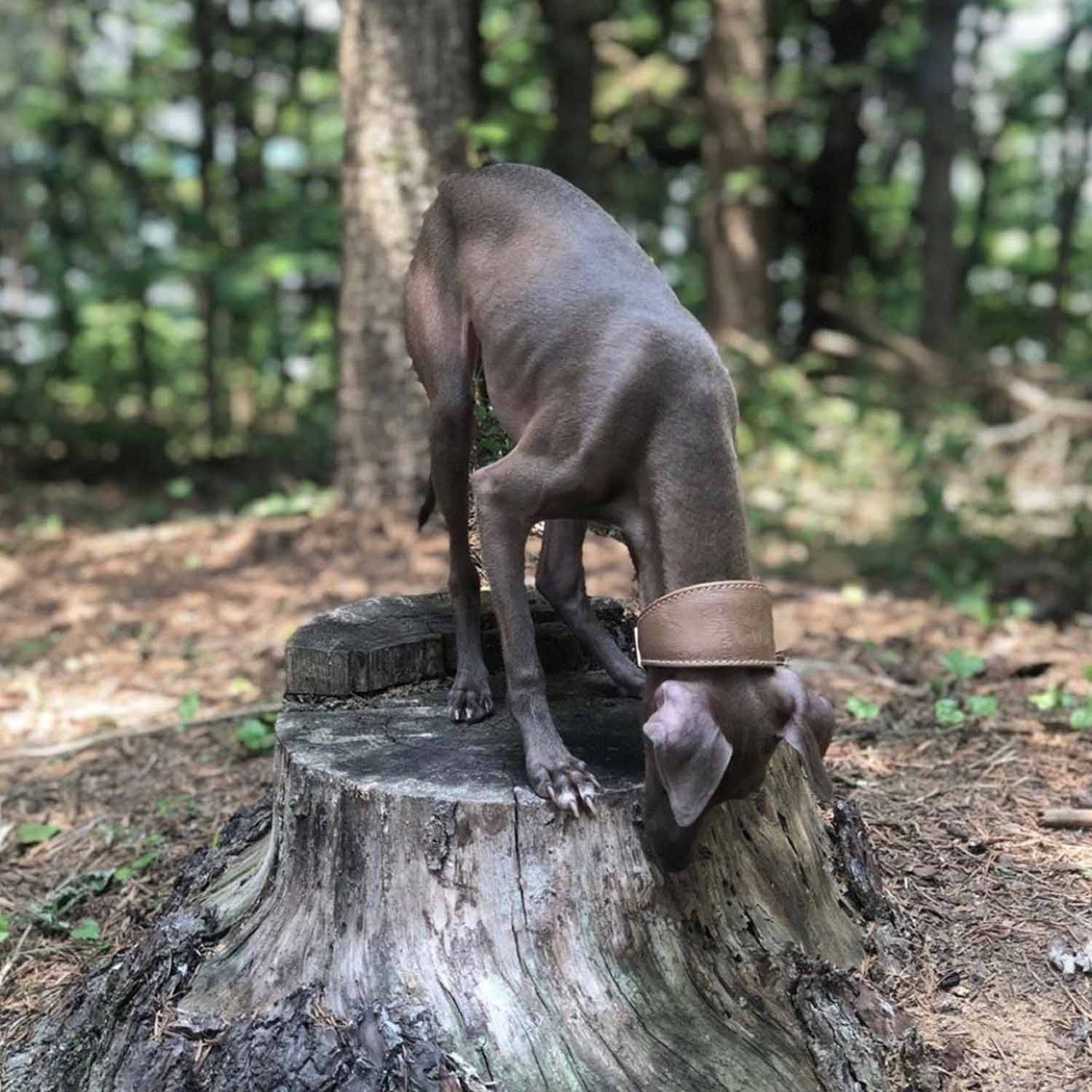 Greyhound Collars | Mungo & Maud